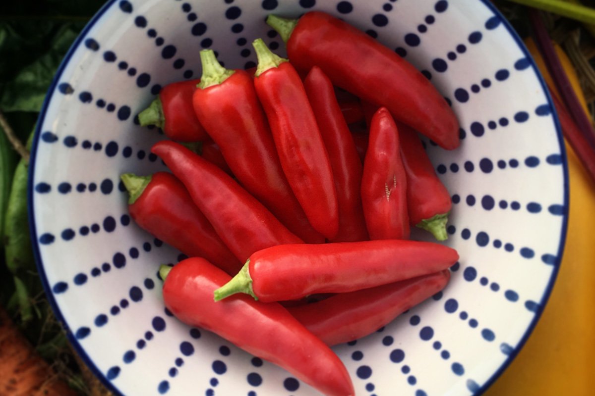 rode-pepers - Oermoes